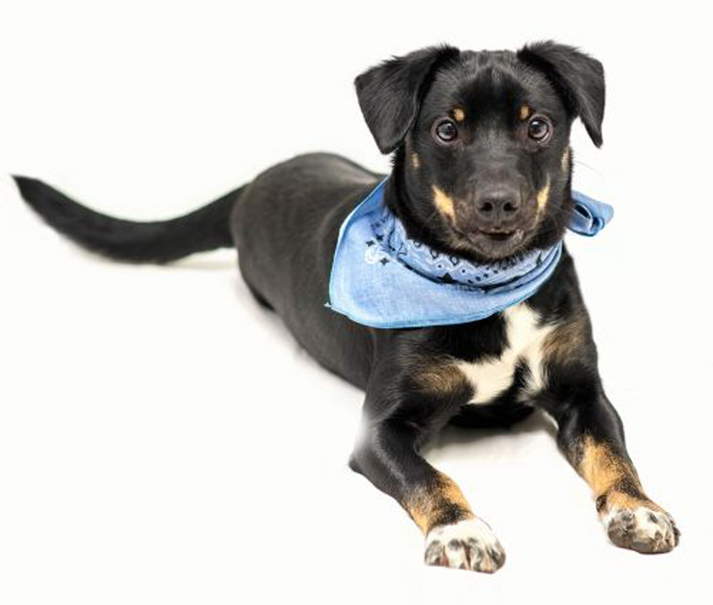 Mitch Is Dog Of The Week | News, Sports, Jobs - Post Journal